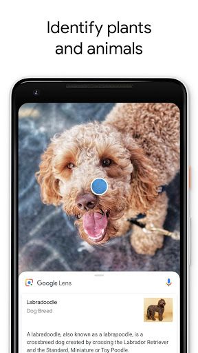 Google Lens: la aplicación perfecta para encontrar todo lo que necesitas