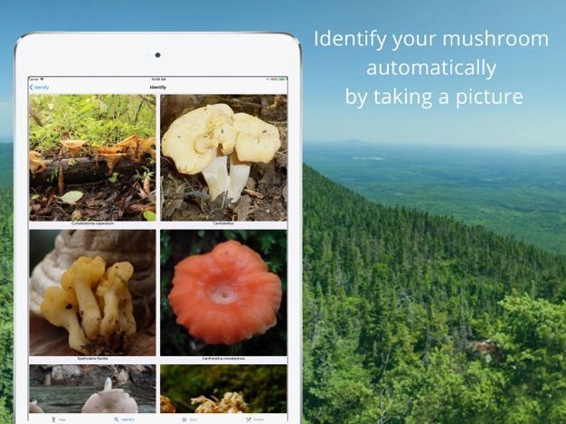 Descargar Identificar de Setas/Hongos y descubre info